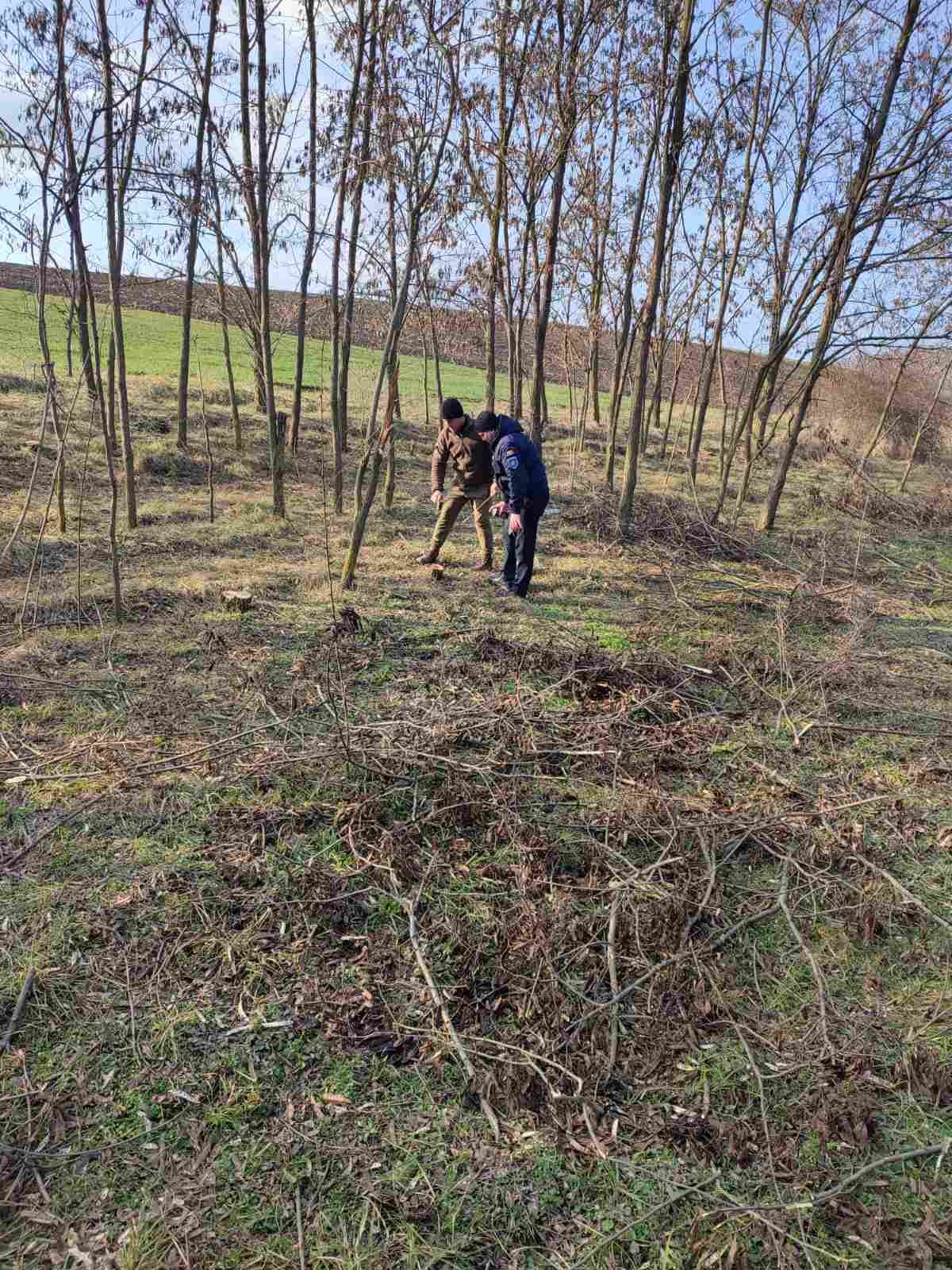 Tăieri ilegale de salcâm alb descoperite în Pociumbeni –de către ...