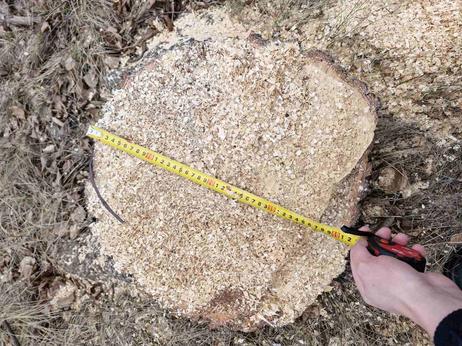 TĂIERI ILEGALE DE ARBORI ÎN EDINEȚ: INSPECTORII DE MEDIU AU IDENTIFICAT ...