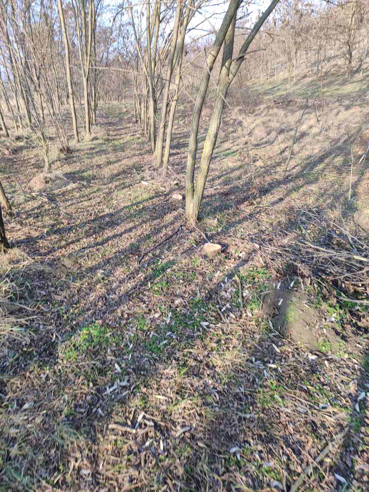 Tăieri ilegale de salcâm alb descoperite în Pociumbeni –de către ...