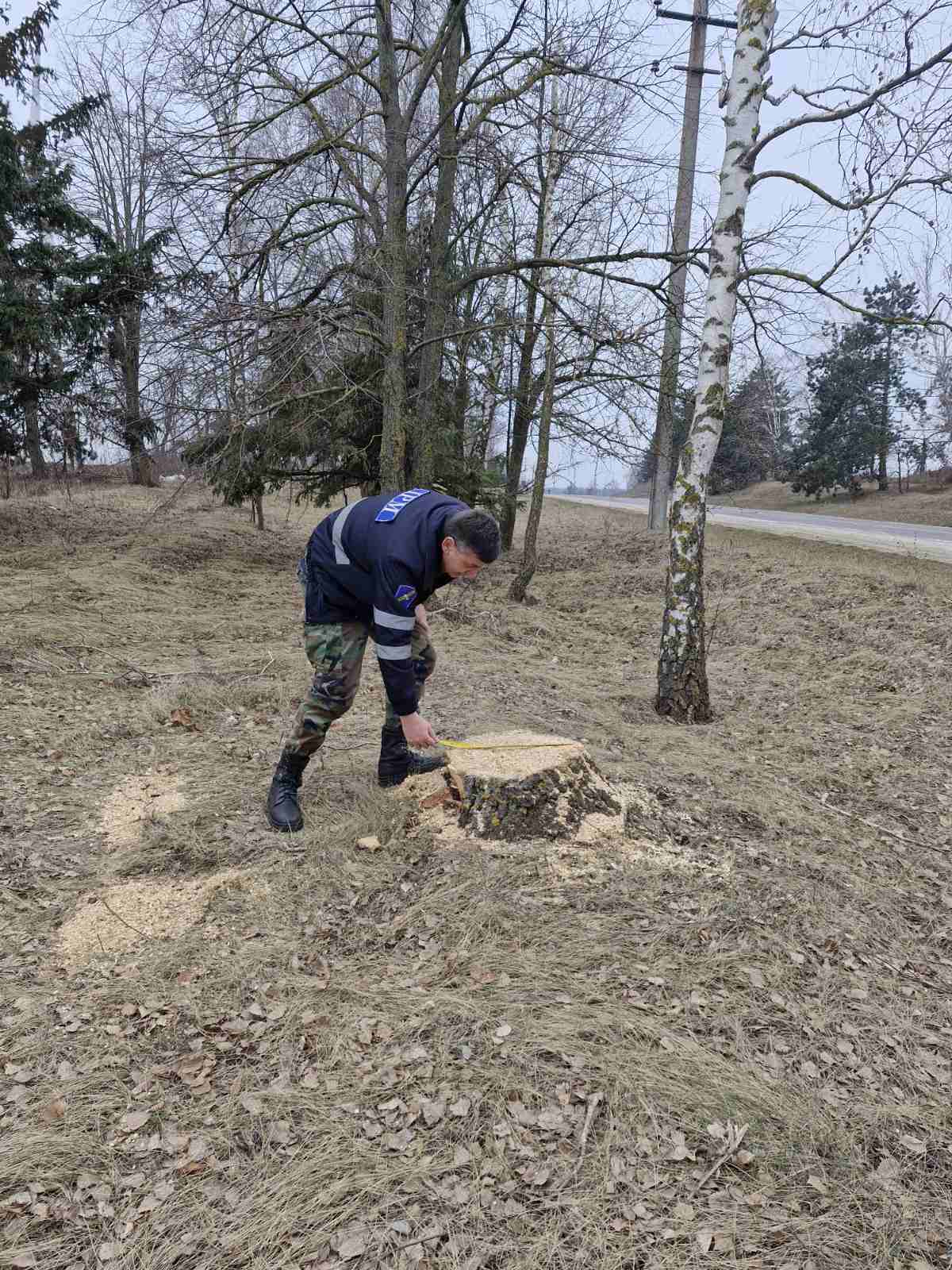 TĂIERI ILEGALE DE ARBORI ÎN EDINEȚ: INSPECTORII DE MEDIU AU IDENTIFICAT ...