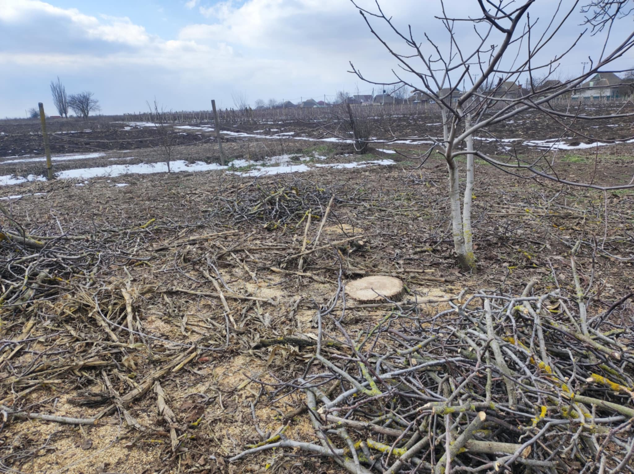 Arbori tăiați ilegal în Ștefan Vodă: Inspectorii de mediu au ...